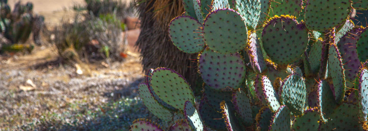 cactus header | Peerless Tree Farm