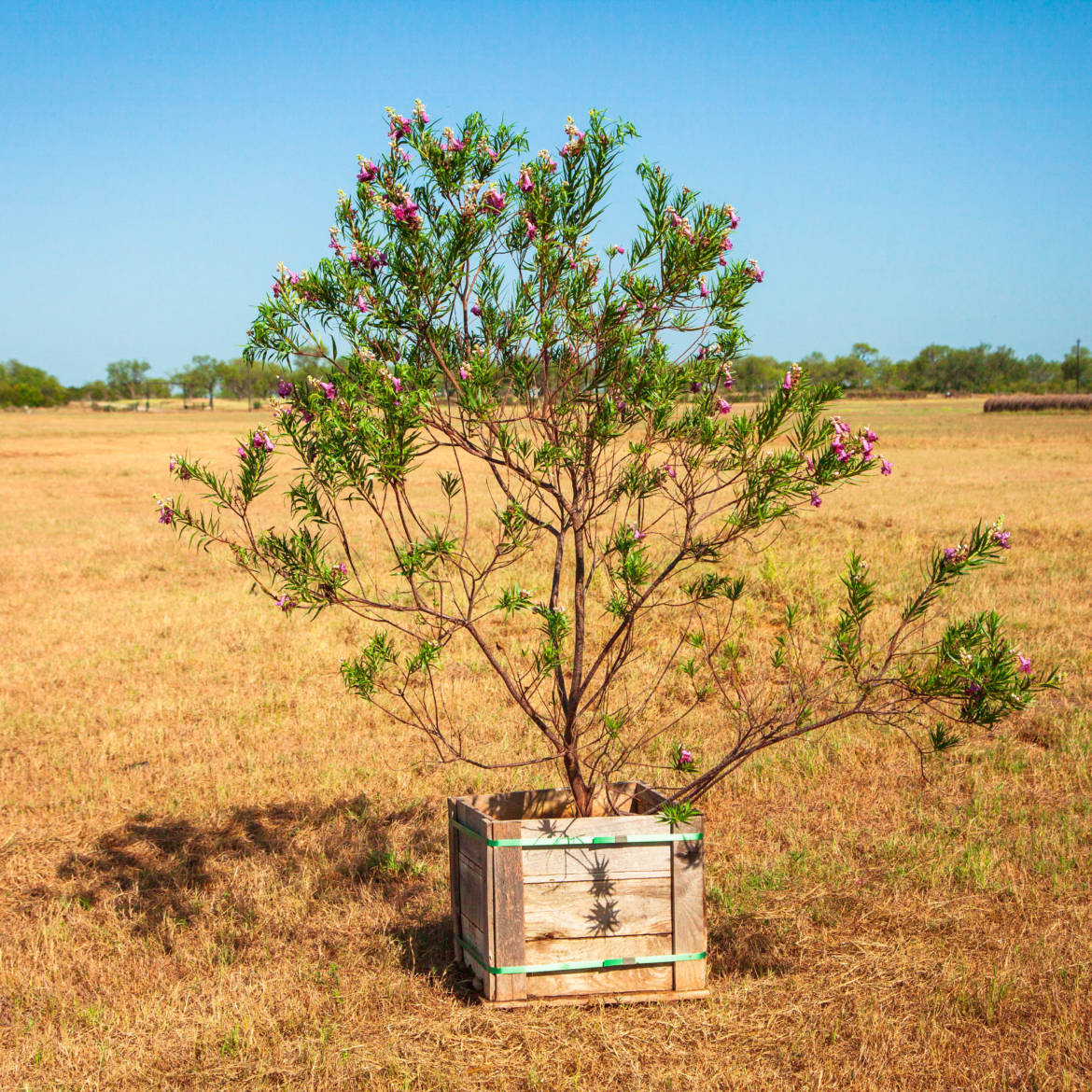 ChilopisLinearisBubba | Peerless Tree Farm